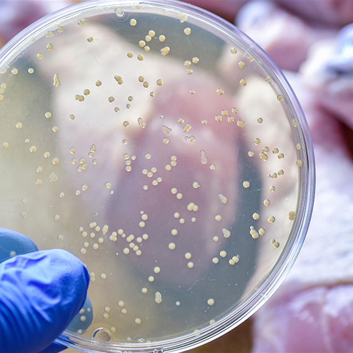 Food Poisoning & Contamination: Information for Families ...