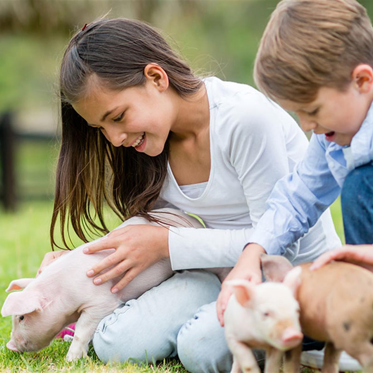 Swine Flu: Facts for Families - HealthyChildren.org